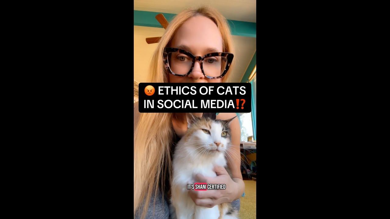 🛑 The Ethics of Cats in Social Media! - YouTube