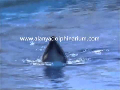 Swimming with Dolphins in Alanya Turkey - YouTube