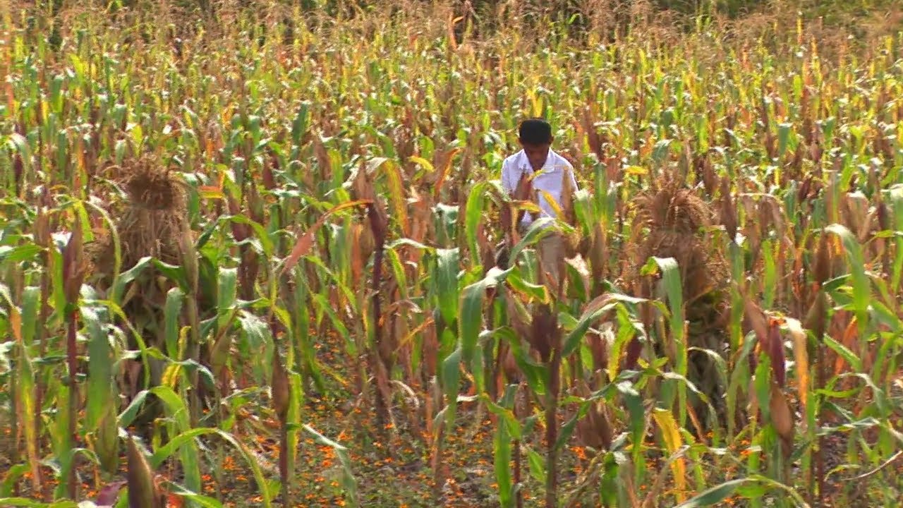 Vamos a la milpa, es tiempo de despuntar - YouTube