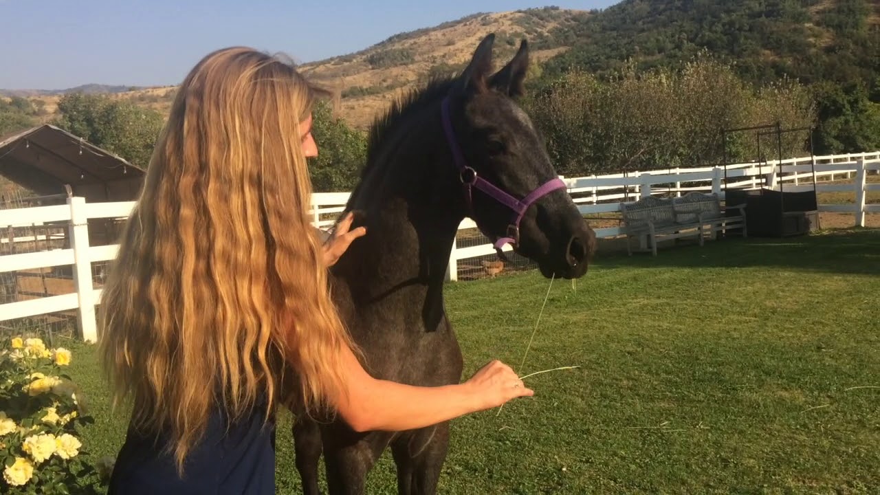 Raising Your Colt - YouTube