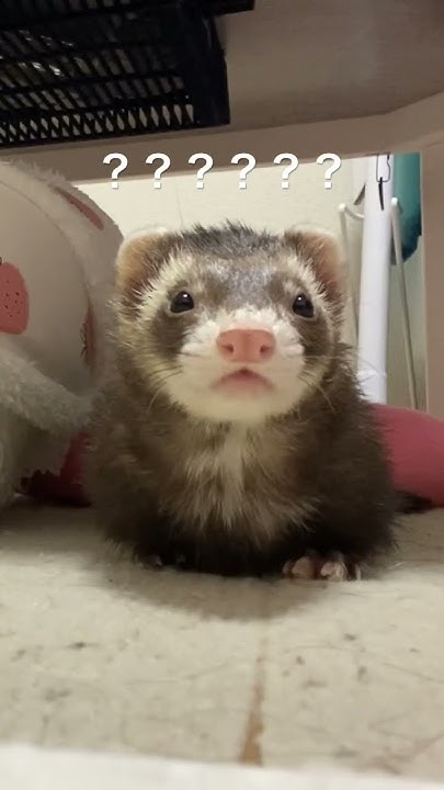 フリーズひめたん #ferret #ferrets #フェレット #フェレットのいる生活 #ふわもこ部 #shorts #short - YouTube