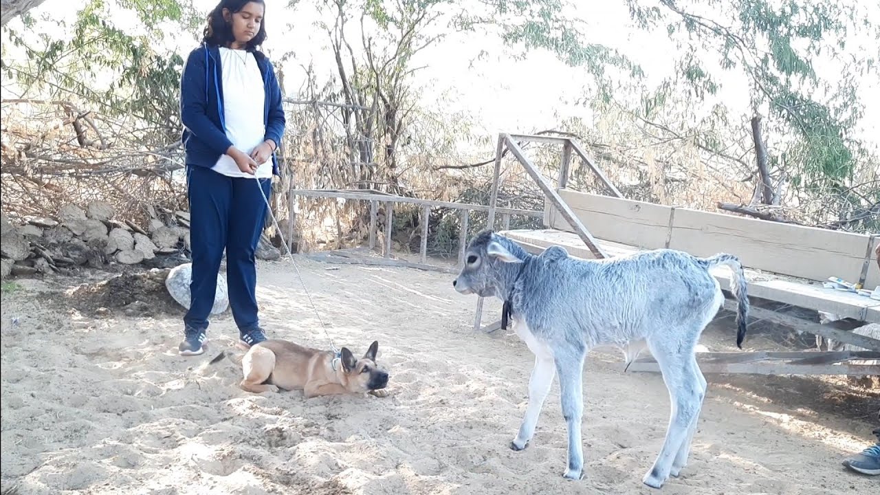 3 Month old "Simba" The GSD and 7 Days Old New born Cow Baby Playing ...