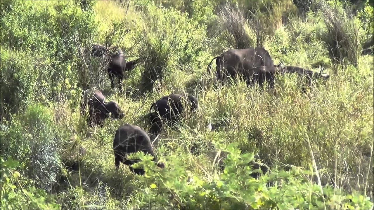 Vidéo bufflon - Afrique du Sud 2013 - YouTube