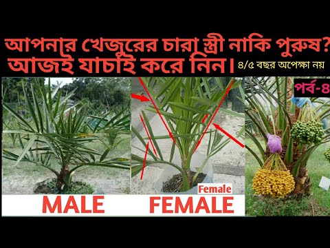 How to identify male and female datepalm trees from seed. খেজুরের ...