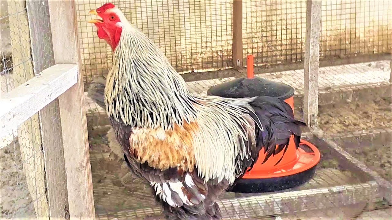 CROWING GIANT ROOSTERS BRAHMA BSO & LIGHT IN THE BACKYARD - FARMA ...