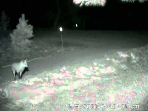 11-01-09 Red fox discovers mtn lion scent.wmv
