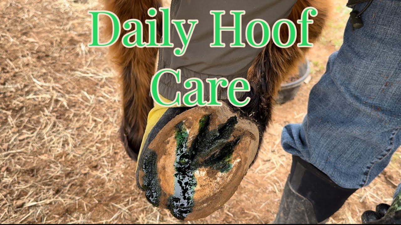How to Clean and Treat Horse Hoofs - YouTube