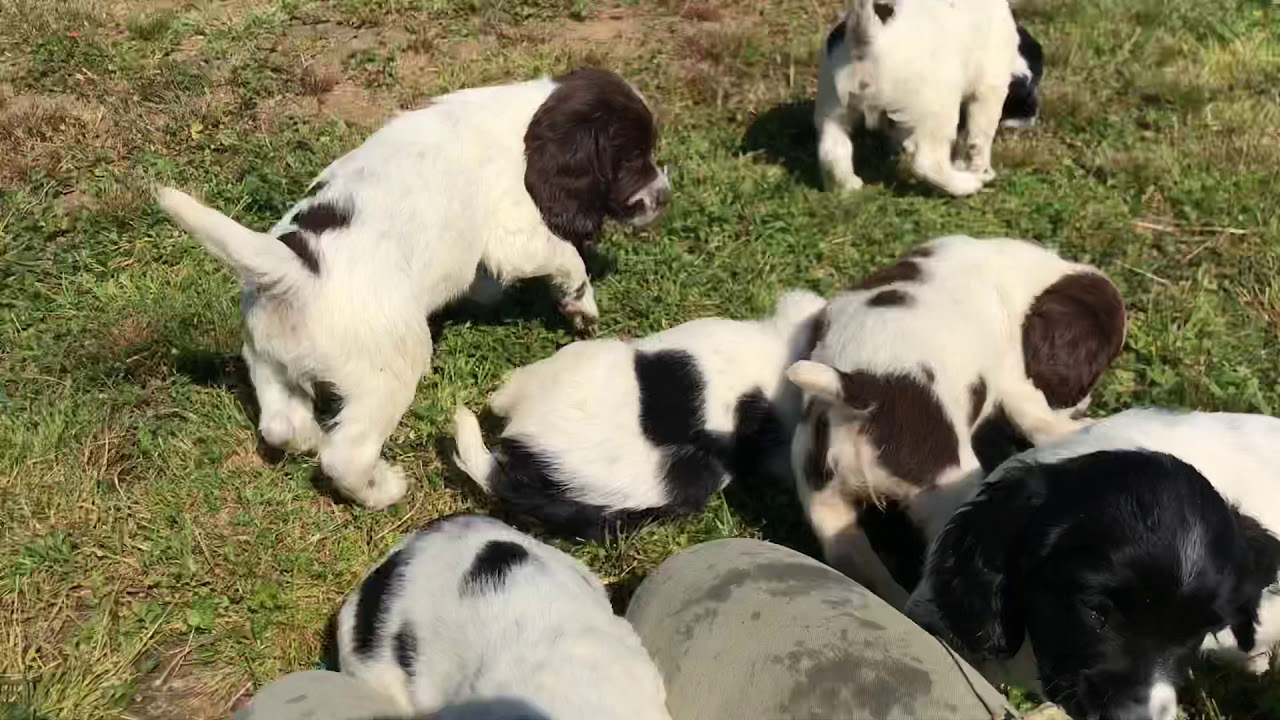 Chiots springer anglais de 6 semaines - YouTube