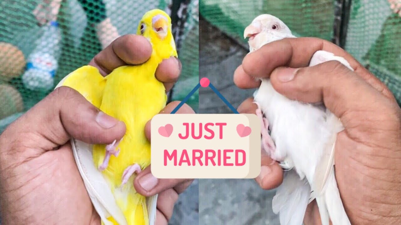 সাদা ও হলুদ পাখি বিয়ে করলো । Doggo Sage - YouTube