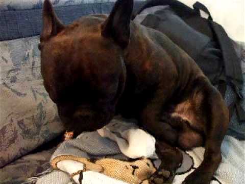 Cute French Bulldog Max jacking off - YouTube