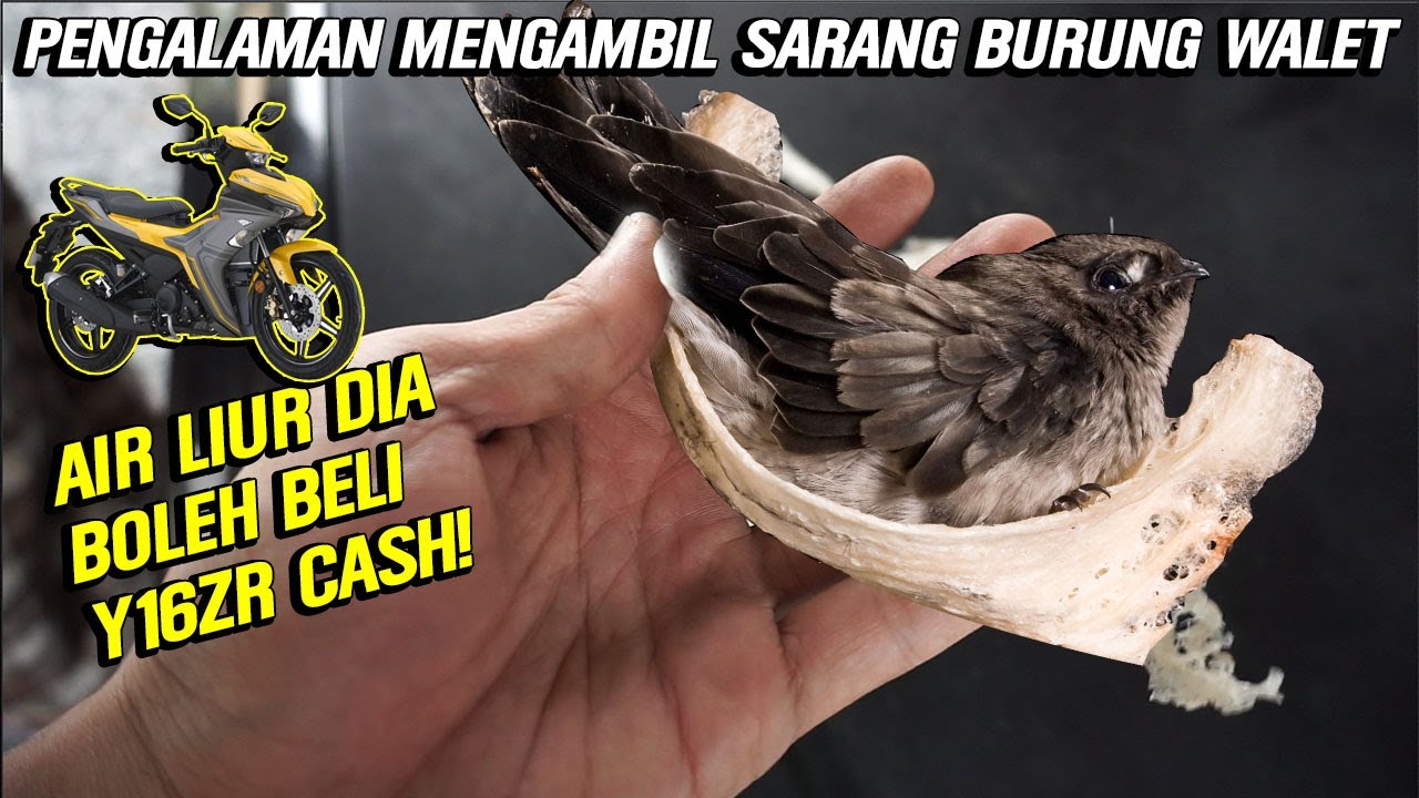 Sarang Burung Walet | Air Liur Harga Ribuan Ringgit - YouTube
