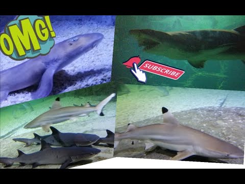 Shark shark shark at the Ocean Park - YouTube