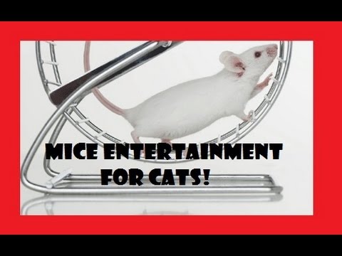 Mice Running Around, Your Cat Will Love This! - YouTube