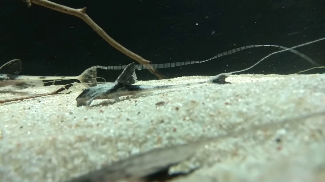 Loricaria simillima (www.forociclidos.com) - YouTube