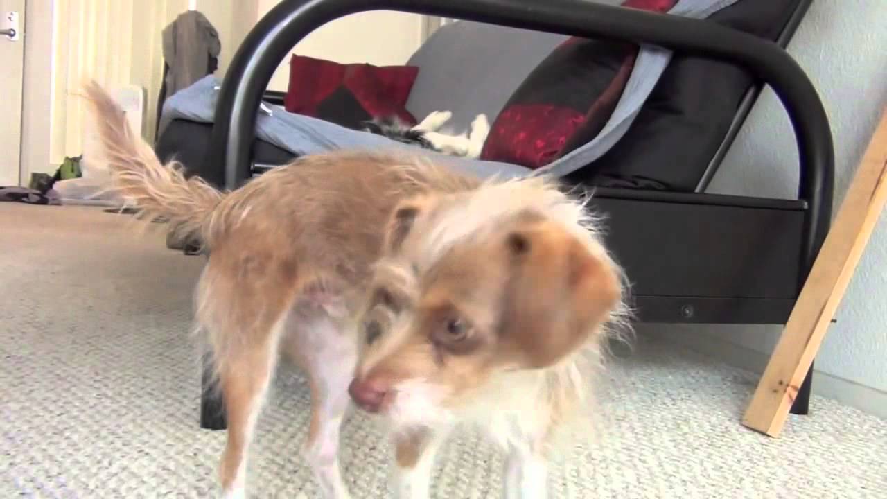 new Dog Tricks tutorial Crawl Under Free Shaping - YouTube