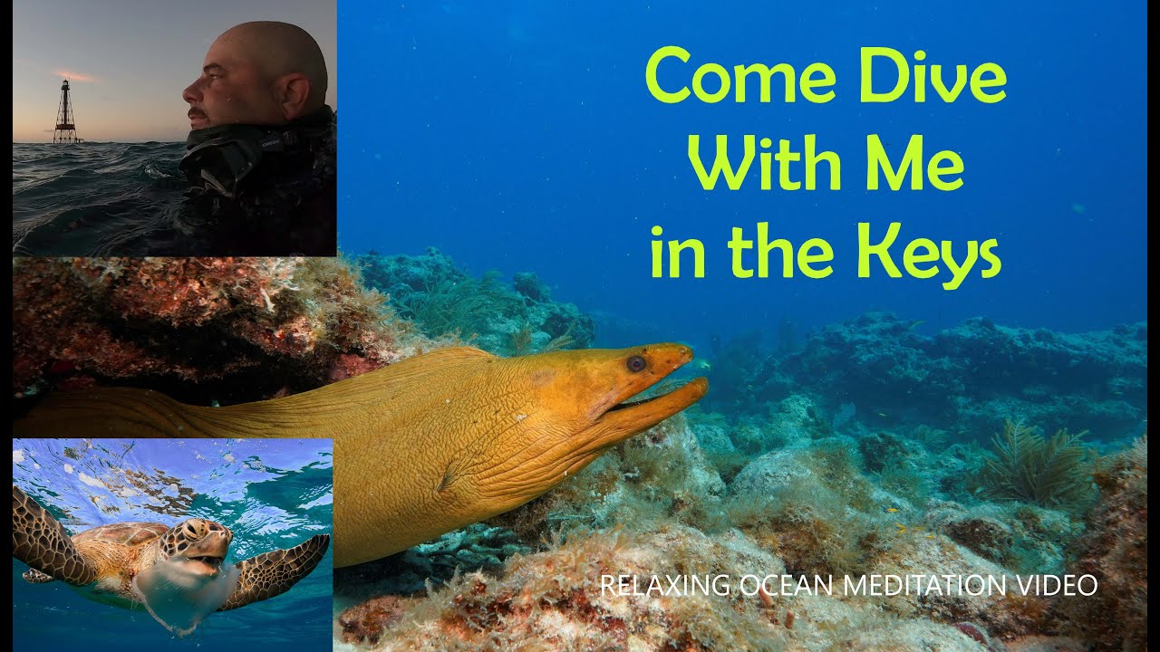 DIVING AT ALLIGATOR REEF IN ISLAMORADA FLORIDA WITH SEA TURTLES AND ...