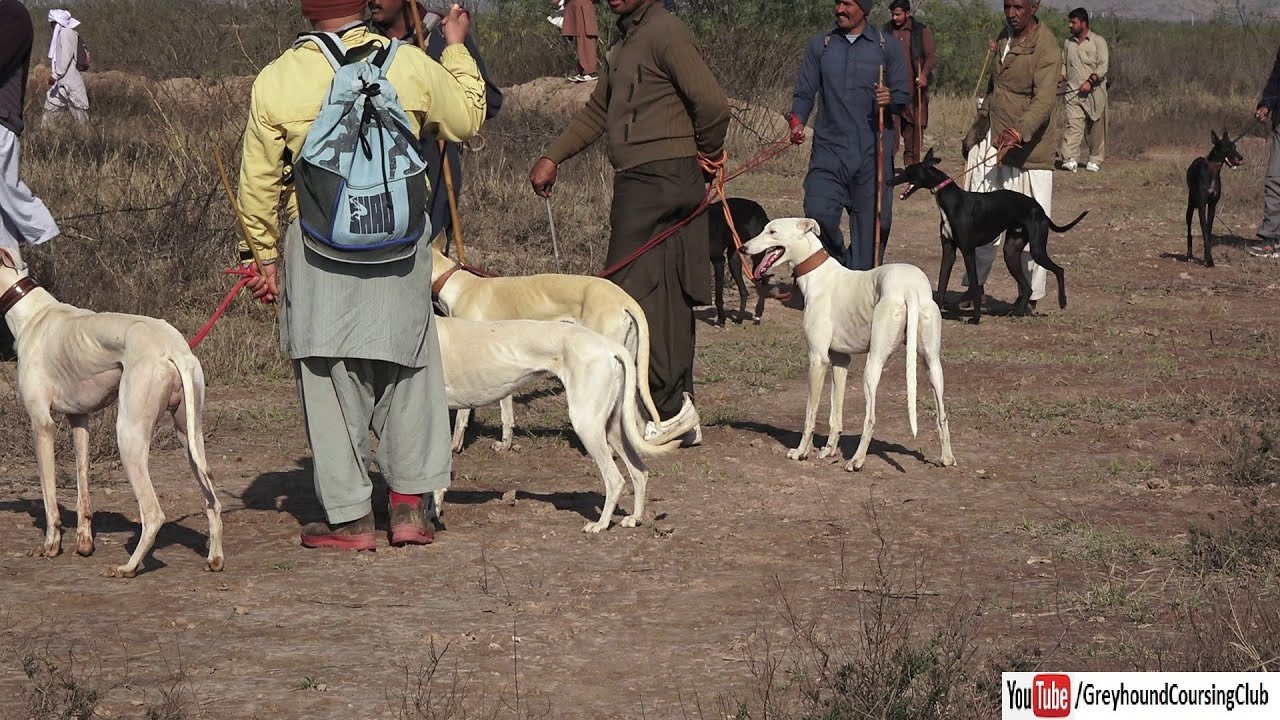 Shikar dog video 2022 - YouTube