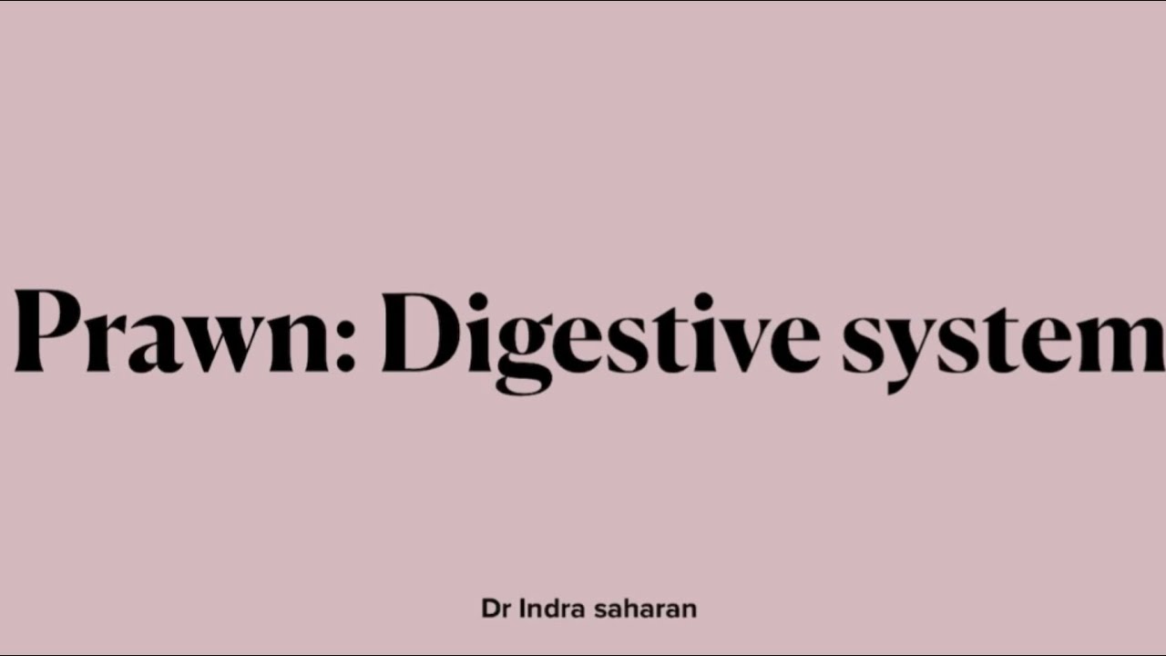 Prawn: Digestive system - YouTube