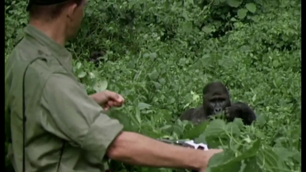 Gorilla Attacks Man