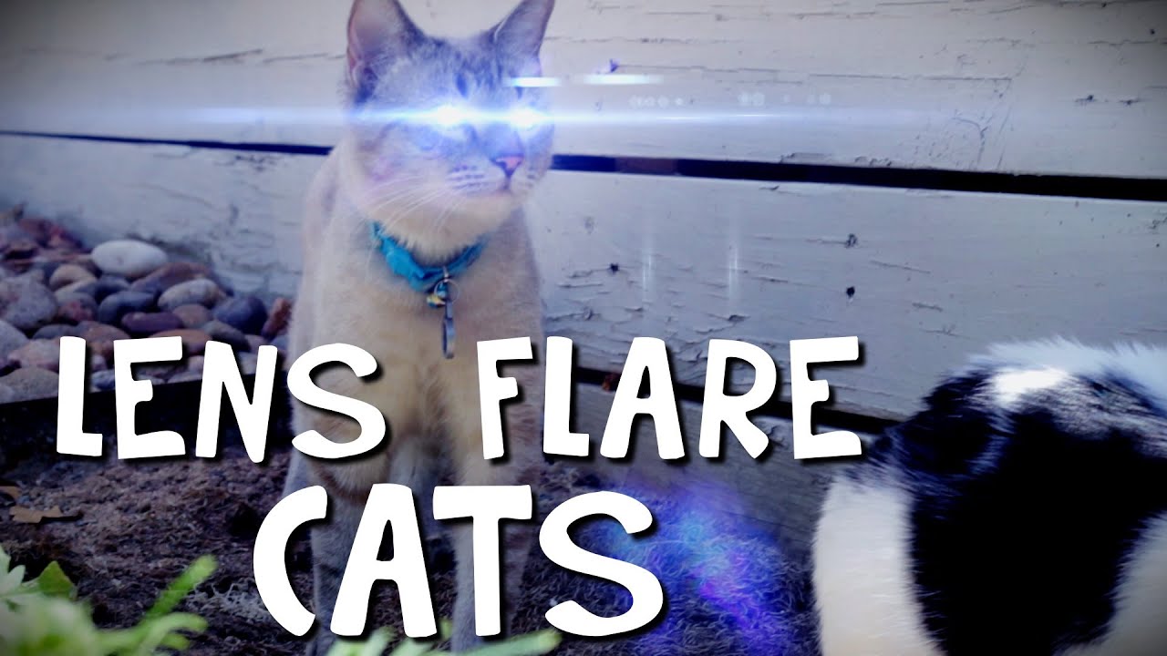 Lens Flare Cats - YouTube