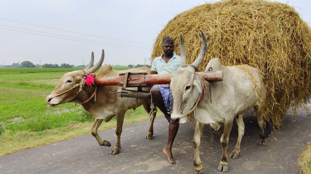Bullock cart heavy load ride | Bullocks food | bull pulling performance ...