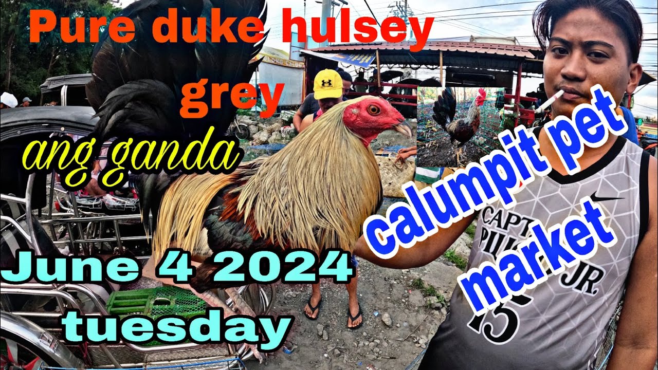 Pure duke hulsey grey ang ganda,June 4 2024 tuesday calumpit pet market ...