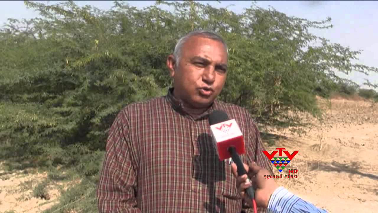 INCREASE CUMIN CROPS IN SAMI TALUKA, PATAN - VTV - YouTube