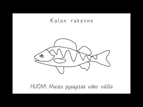 Kalan rakenne - YouTube