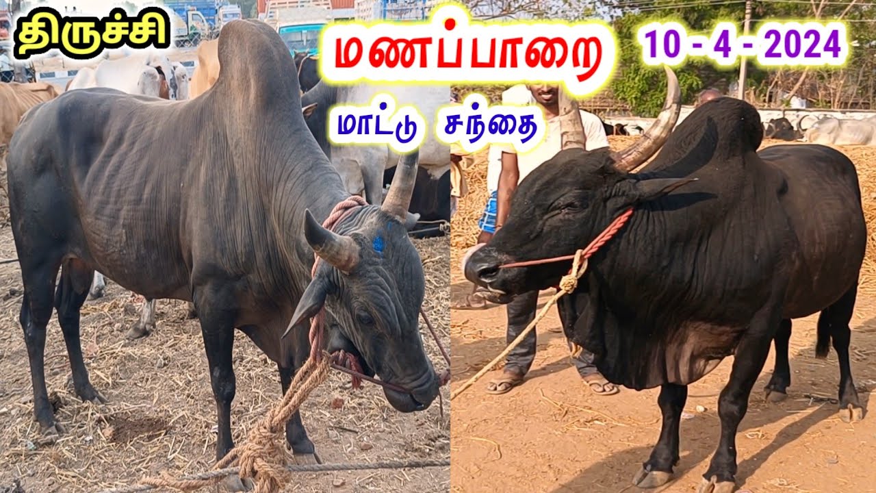 10 - 4 - 2024 / திருச்சி, மணப்பாறை மாட்டு சந்தை / Trichy , Manapparai ...