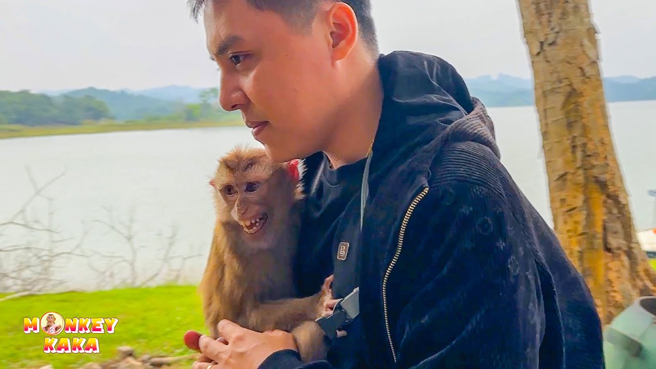 Sad farewell moment of Monkey Kaka and her father - YouTube