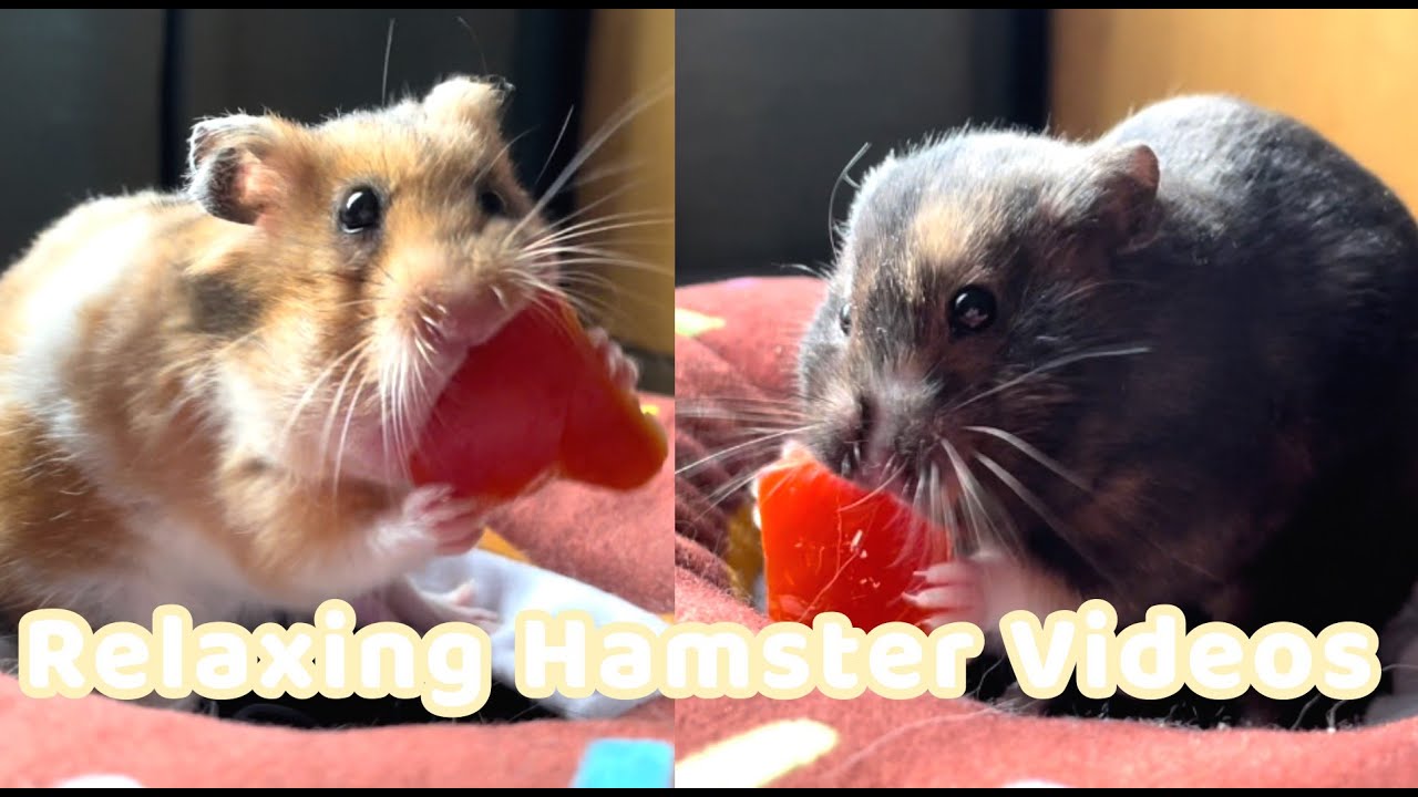 Relaxing Hamster Video - YouTube
