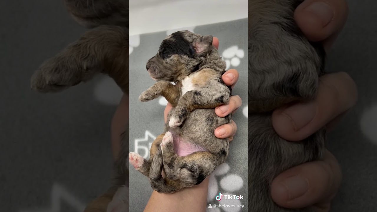 Adorable Phantom Merle Goldendoodle - YouTube