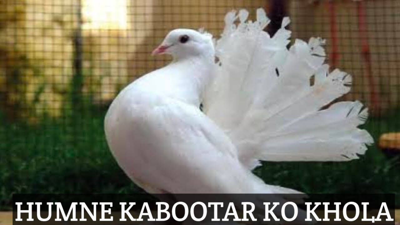 humne kabootar ko khola 🥰#interesting viral video #subscribe to my ...