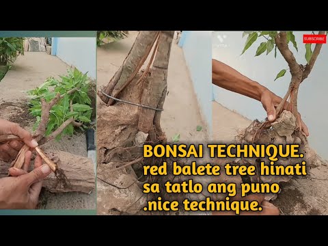 BONSAI TECHNIQUE.RED BALETE TREE .ANG GANDA NG PAGKAGAWA - YouTube