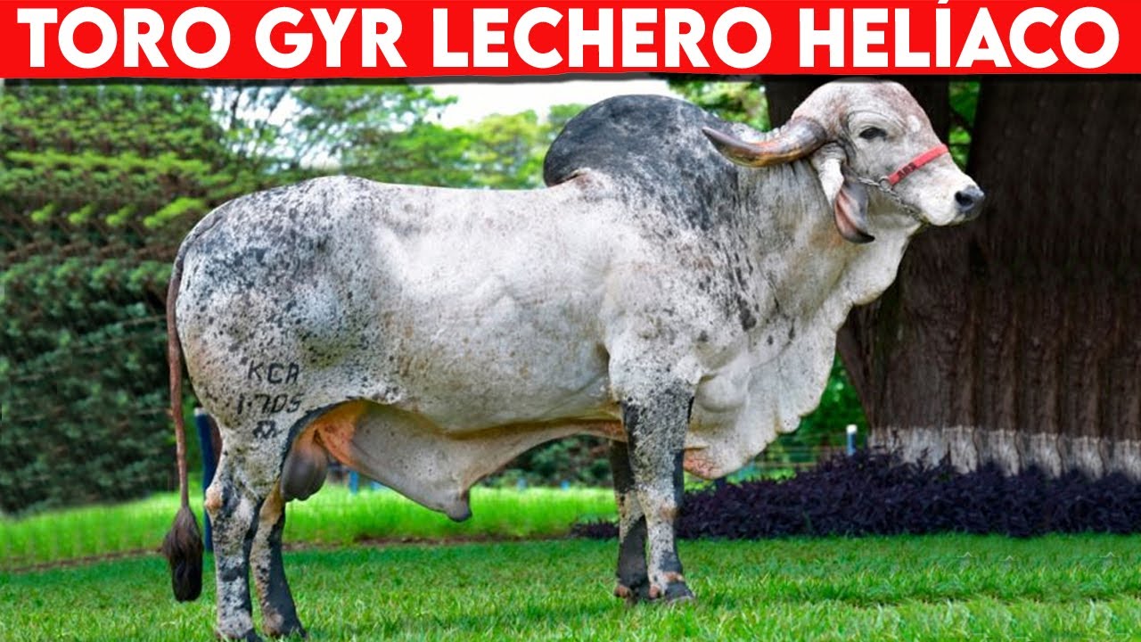 🔴 Gir Lechero Toro HELÍACO Los Mejores TOROS GYR // GADO GIR LEITERO ...
