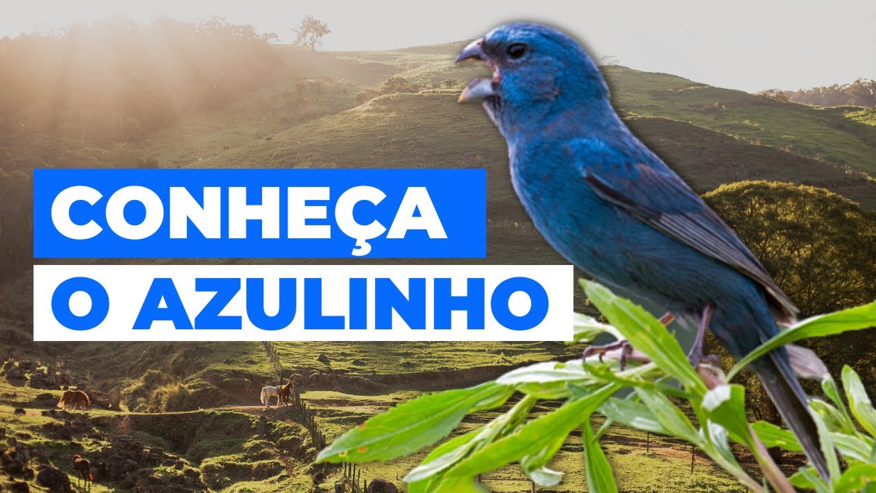 MINIATURA DE AZULÃO? CONHEÇA O AZULINHO - YouTube