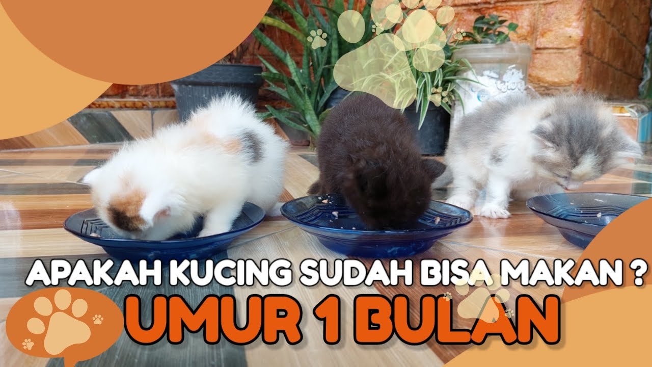 Memberikan Makan Kucing Umur 1 Bulan, Apakah Sudah Boleh? - YouTube