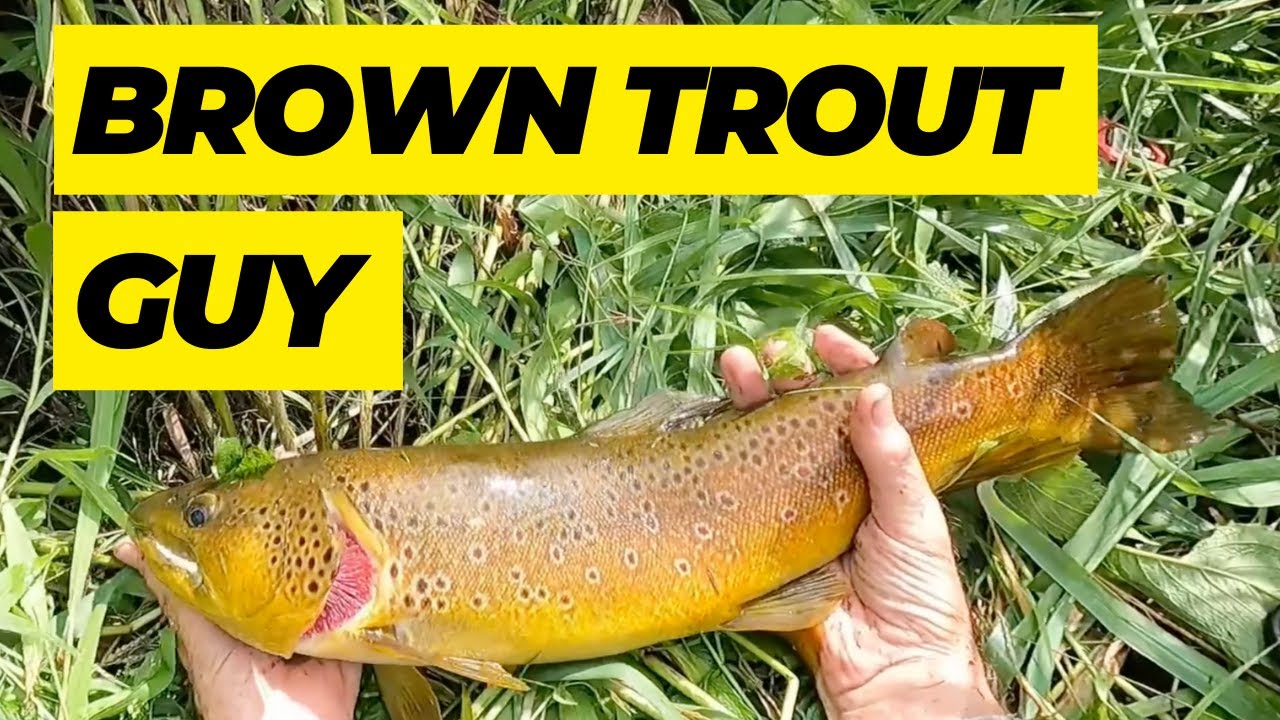 Fishing For Natural Brown Trout In Challenging Stream - YouTube