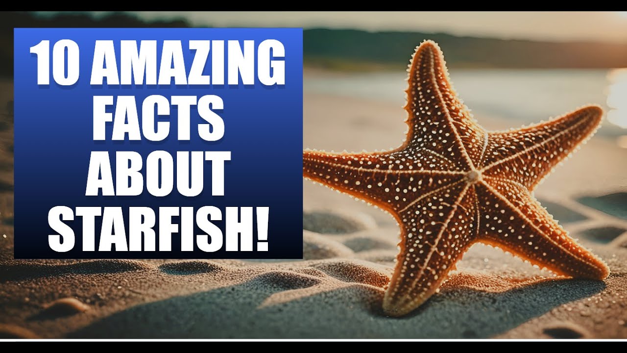 Patrick Star?10 Amazing Facts About Starfish You Did Not Know! - YouTube