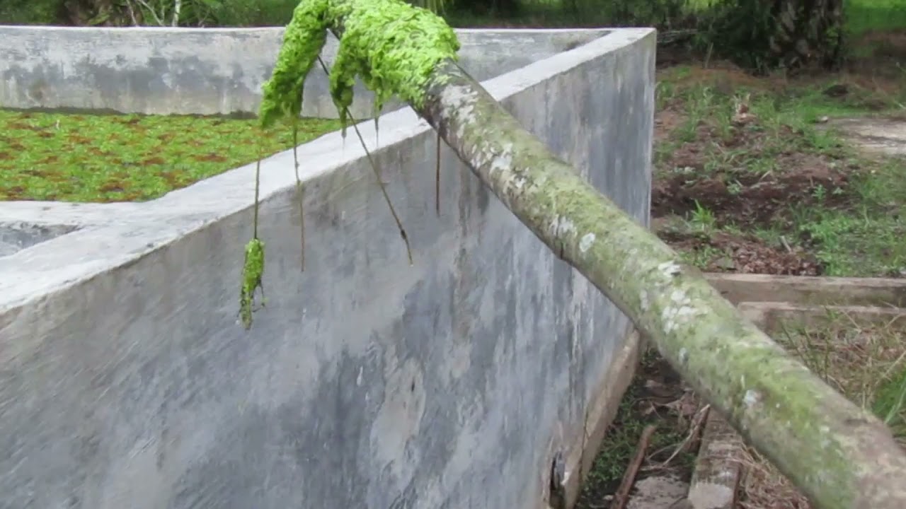 Rumput Azolla Pakan Tambahan Buat Ikan Lele #rumputazolla - YouTube