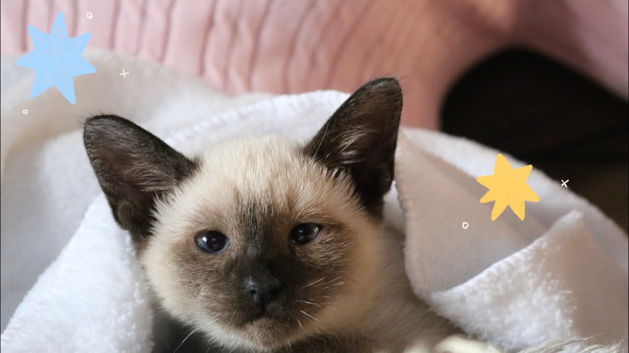 surprising my mom with a siamese kitten. - YouTube