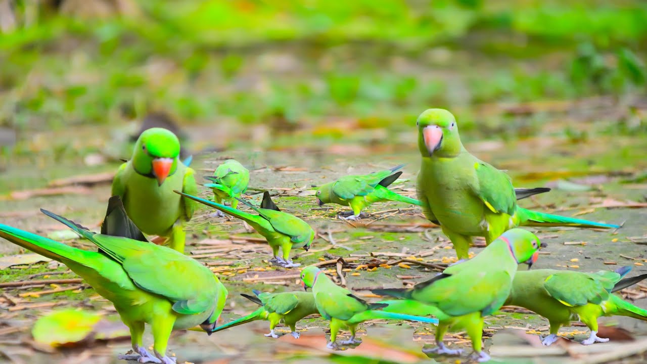 Indian Ringneck Parrot Eating rice in Natural || Parrot Charping ...