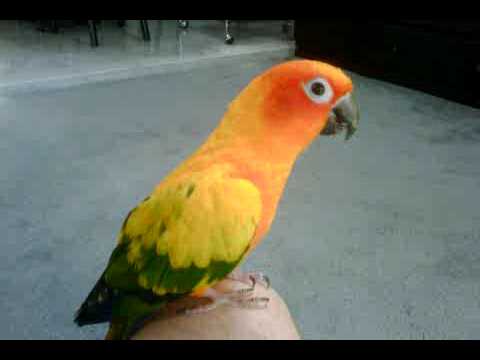 Sun Conure 'Sunny' Dancing to BOOM BOOM POW! - YouTube