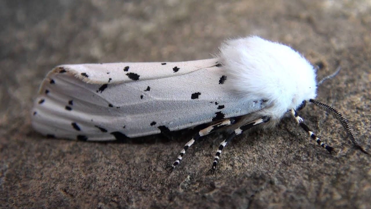 Salt Marsh Moth Estigmene Acrea YouTube salt-marsh-moth-estigmene-acrea-youtube