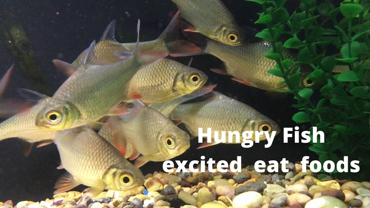 Hungry fish excited eat its foods in aquarium!!!饥饿的魚兴奋抢吃食物!!! - YouTube