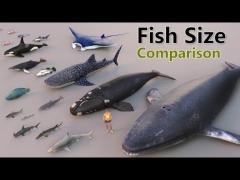 Fish Size Comparison | Smallest and Largest Fish | Dolphins & Whales ...