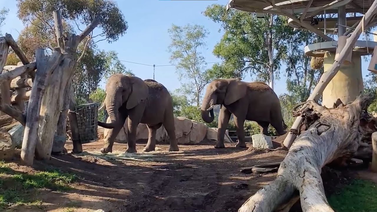 Animal World | Life of Elephant, Wild Boar, Red Panda, Bear, Monkey ...