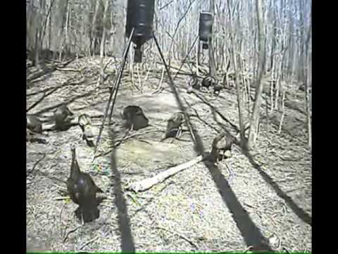 CCTV Camera used for Streaming Live Wildlife Cam - YouTube