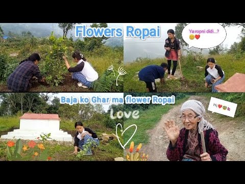 Baja ko ghar ma flower ropai 🥰🇳🇵/ kabra sitha 🌻🌺 keep supporting sathi ...