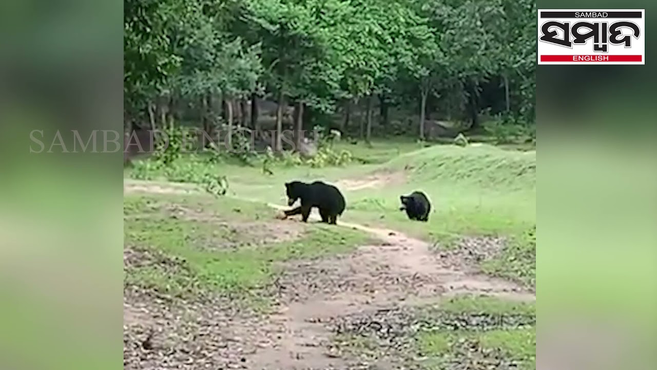 Wild bears playing football in Odisha village - YouTube